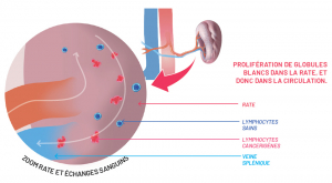La rate : un organe de grande valeur - Vocation Santé
