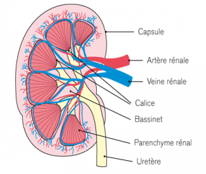 Les reins : à quoi ça sert ? - Vocation Santé